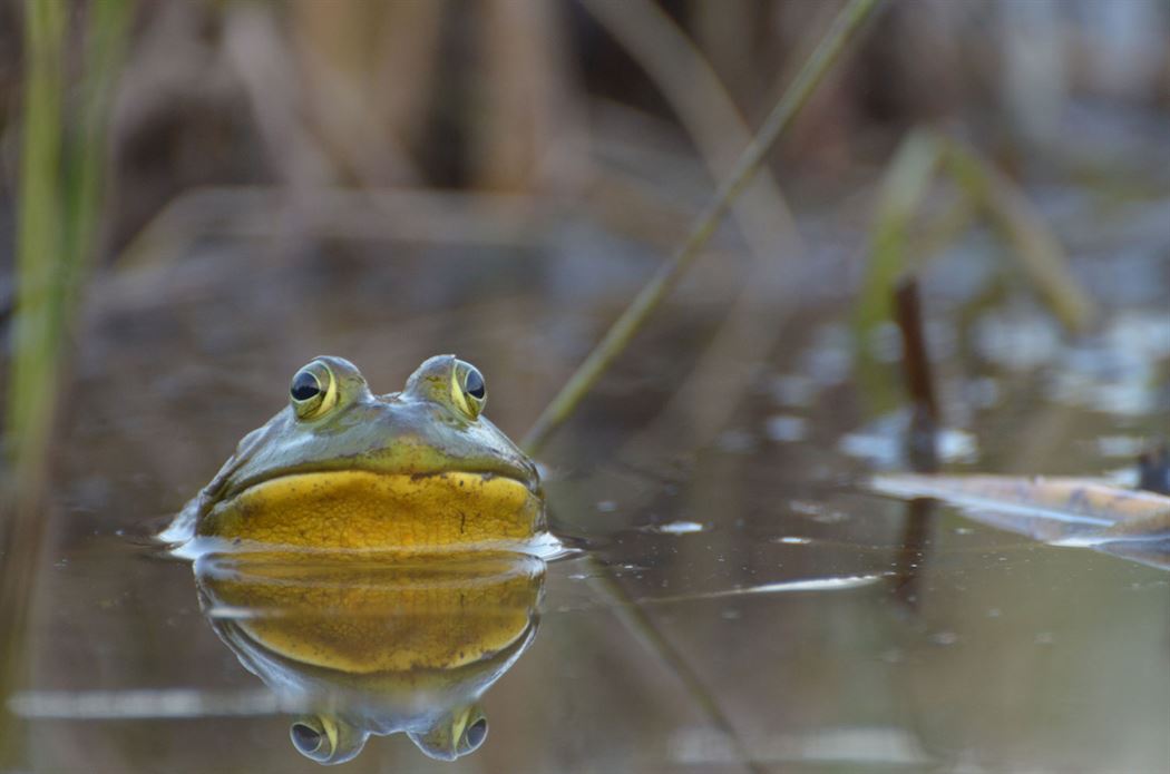 Protection et conservation - Parc de la Rivière-des-Mille-Îles