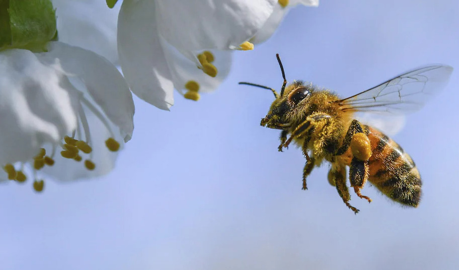 L'importance des pollinisateurs - Parc de la Rivière-des-Mille-Îles